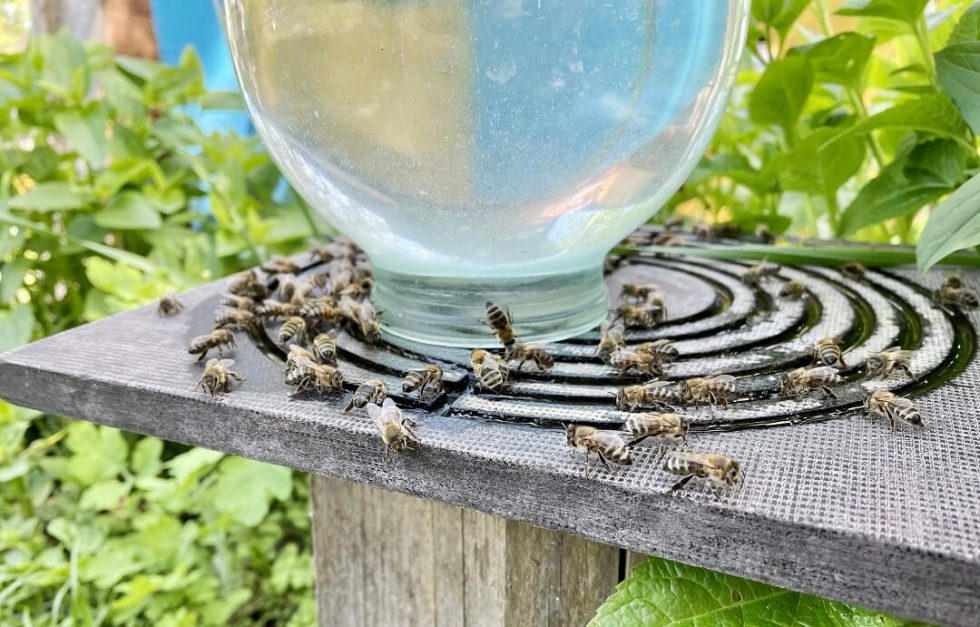 8 Steps to Setting Up a Beehive: A Comprehensive Guide • I Love Beekeeping™