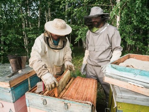 10 Tips for Successful Beehive Management • I Love Beekeeping™
